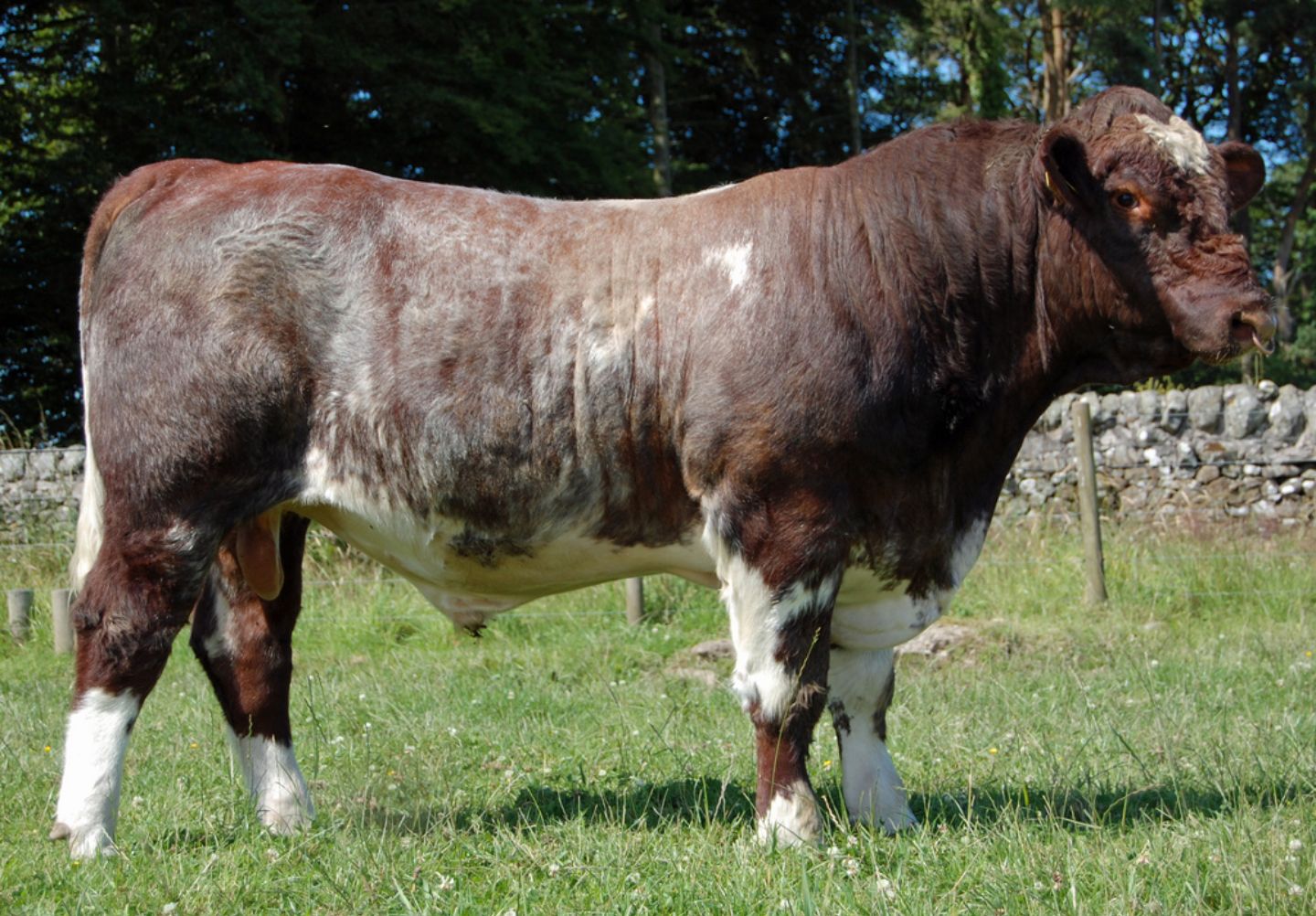 Second Chapelton Bull for Upper Kidston - Chapelton Farm