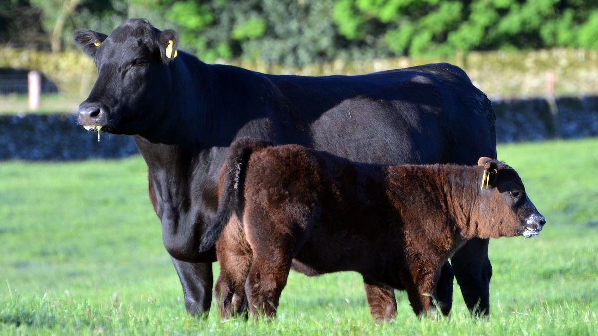 Aberdeen Angus - Chapelton Farm, Castle Douglas, South West Scotland